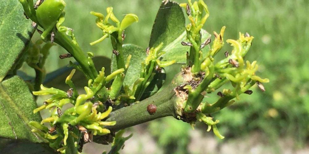 ¿Son los virus en el intestino del psílido asiático de los cítricos una ...